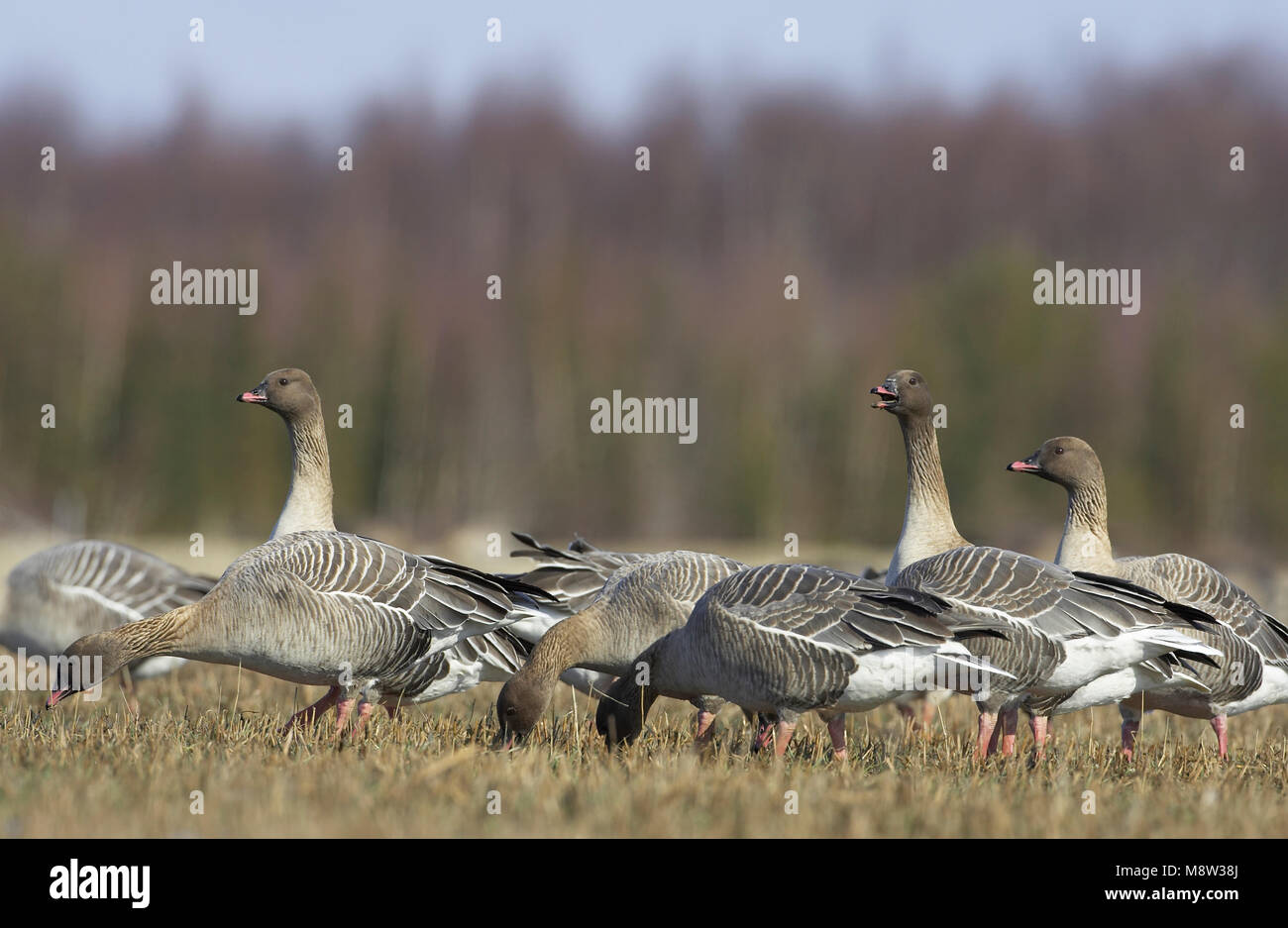 Pink-footed Goose group resting; Kleine Rietgans groep rustend Stock ...
