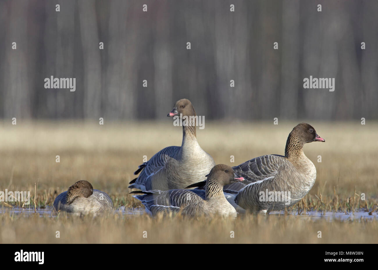 Pink-footed Goose group resting; Kleine Rietgans groep rustend Stock ...