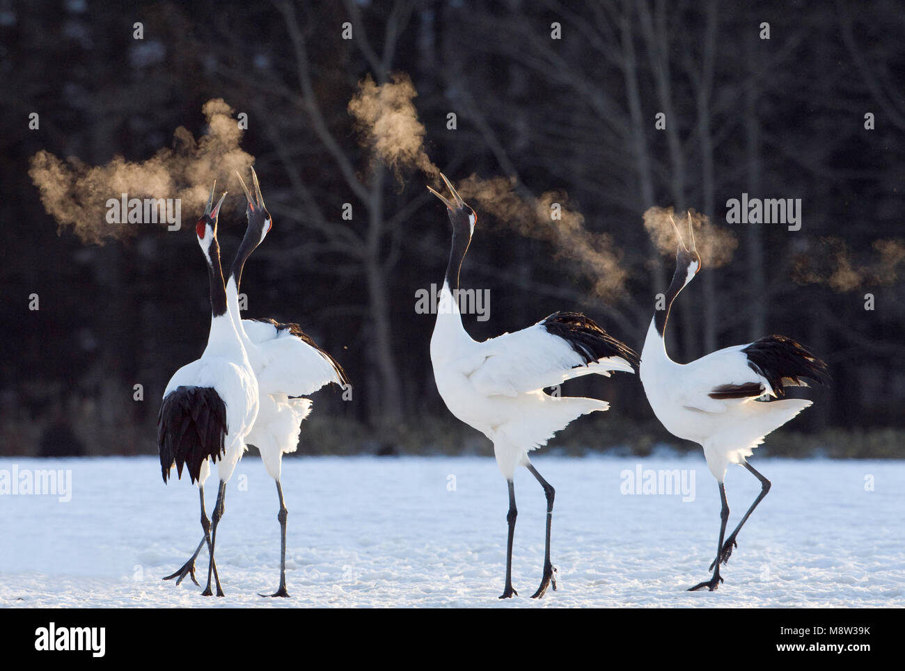 Hokkaido Crane High Resolution Stock Photography and Images - Alamy