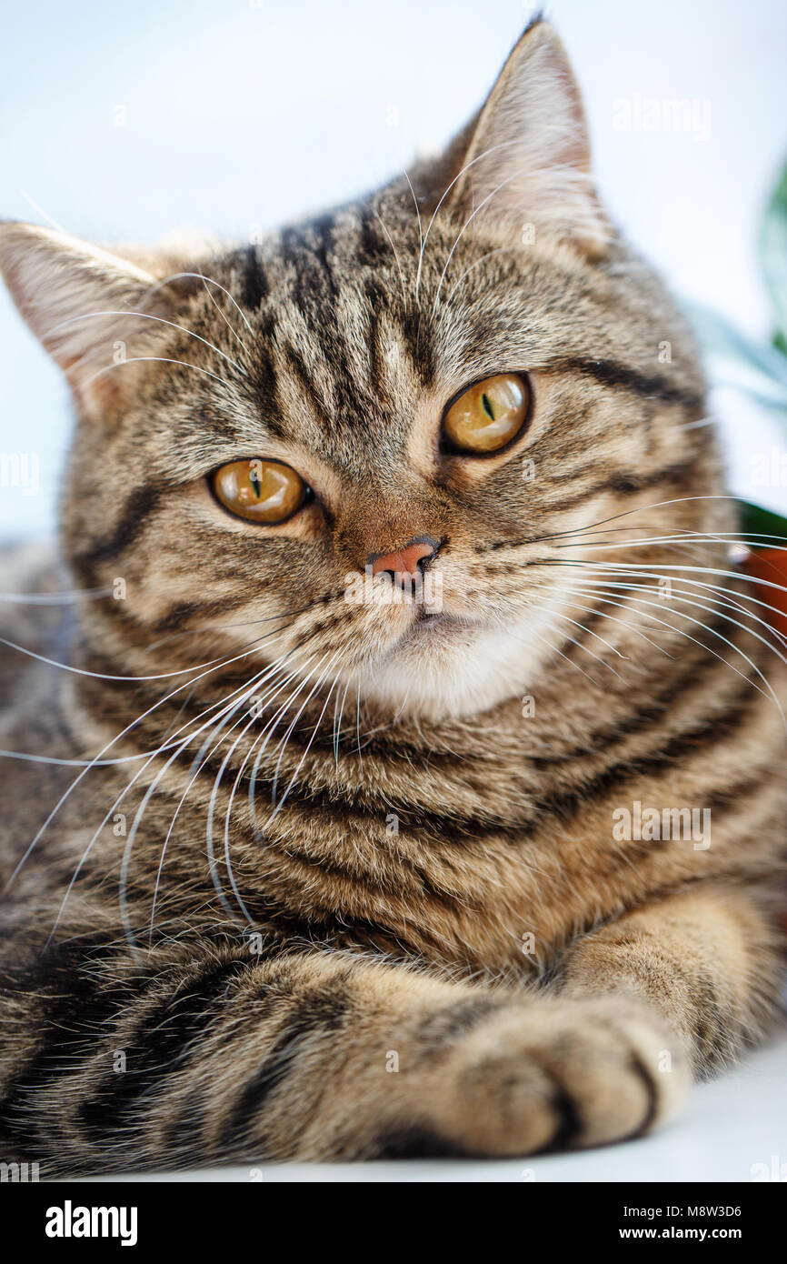 Portrait of British cat close up. Thoroughbred cat. Pet Stock Photo - Alamy