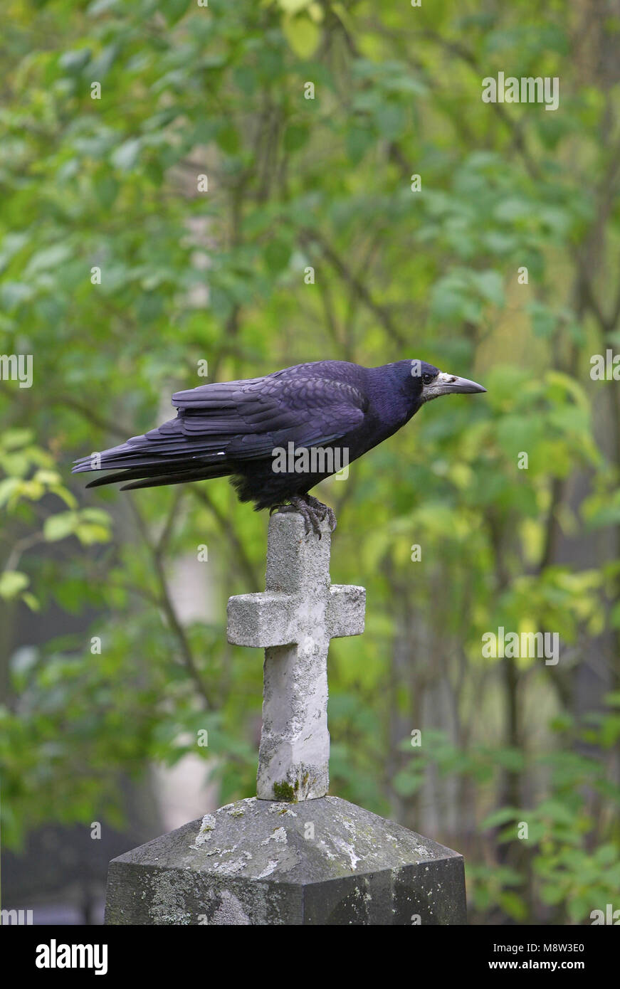 Rook perched on gravestone; Roek zittend op grafsteen Stock Photo - Alamy