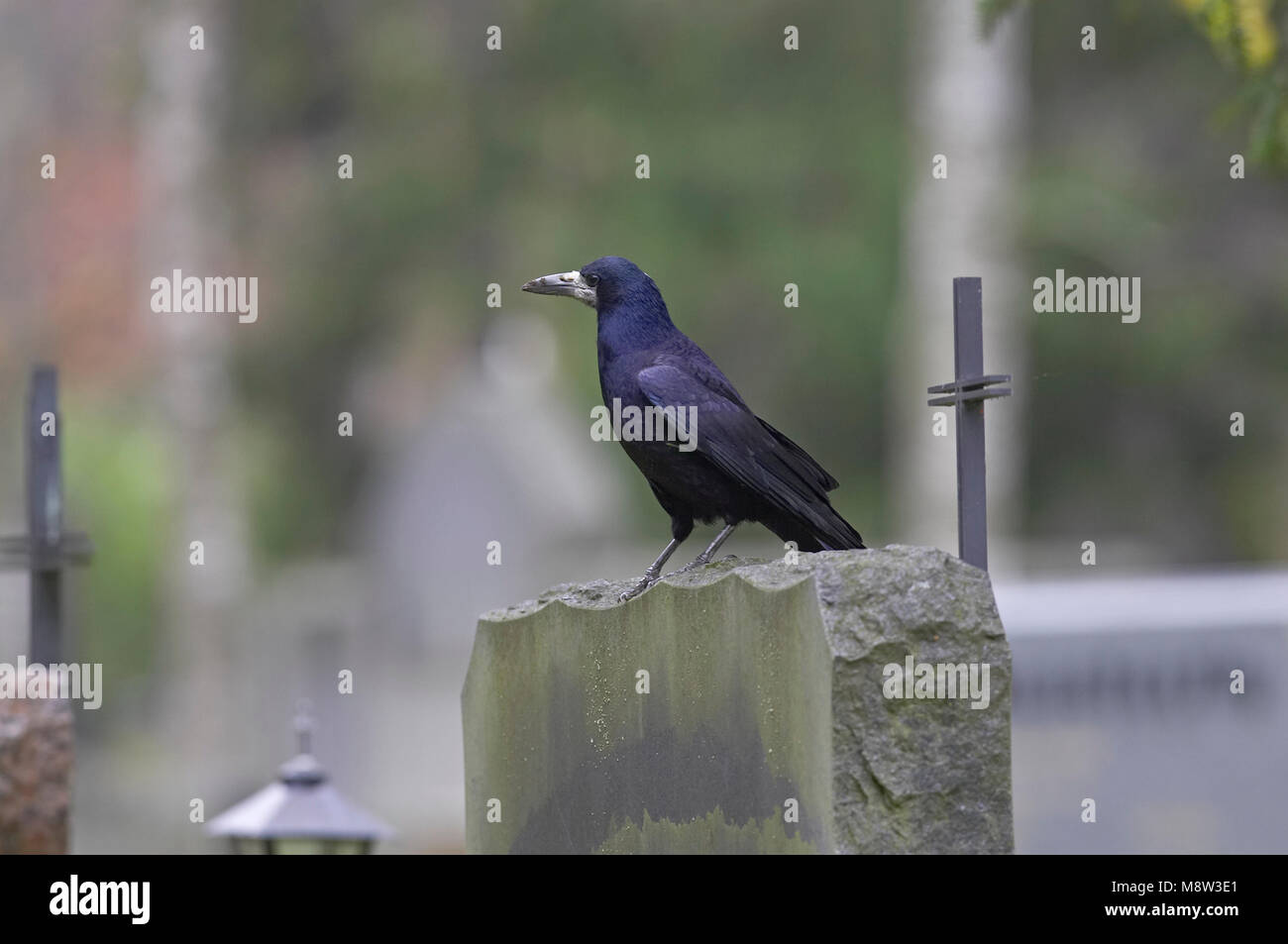Rook perched on gravestone; Roek zittend op grafsteen Stock Photo - Alamy