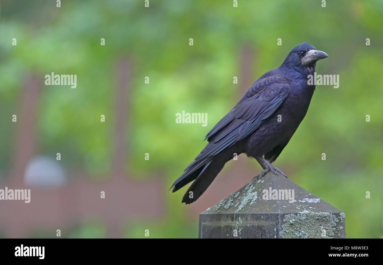 Rook perched on gravestone; Roek zittend op grafsteen Stock Photo - Alamy