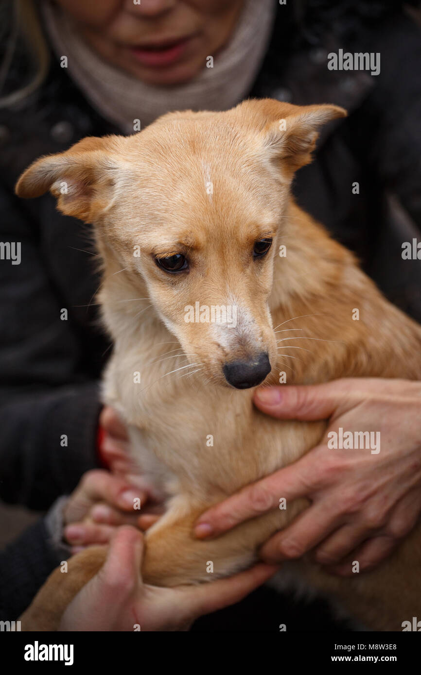 A female veterinarian helps a stray dog. Help for homeless animals ...