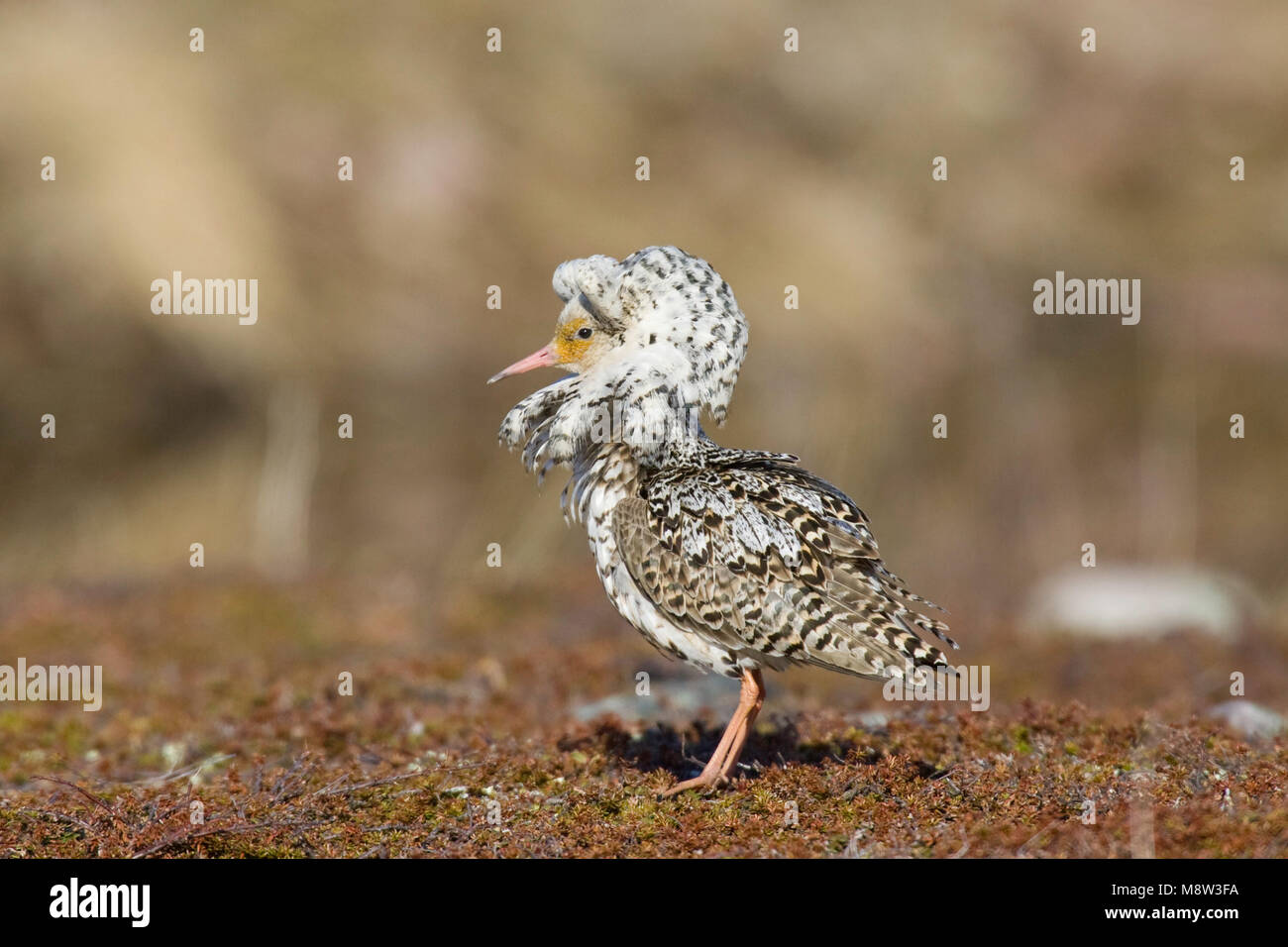 Male ruff bird hi-res stock photography and images - Alamy
