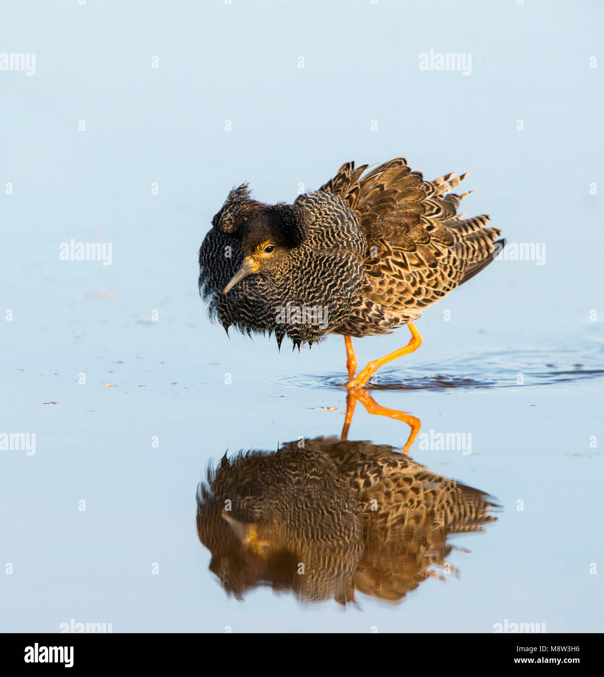 Male ruff hi-res stock photography and images - Alamy