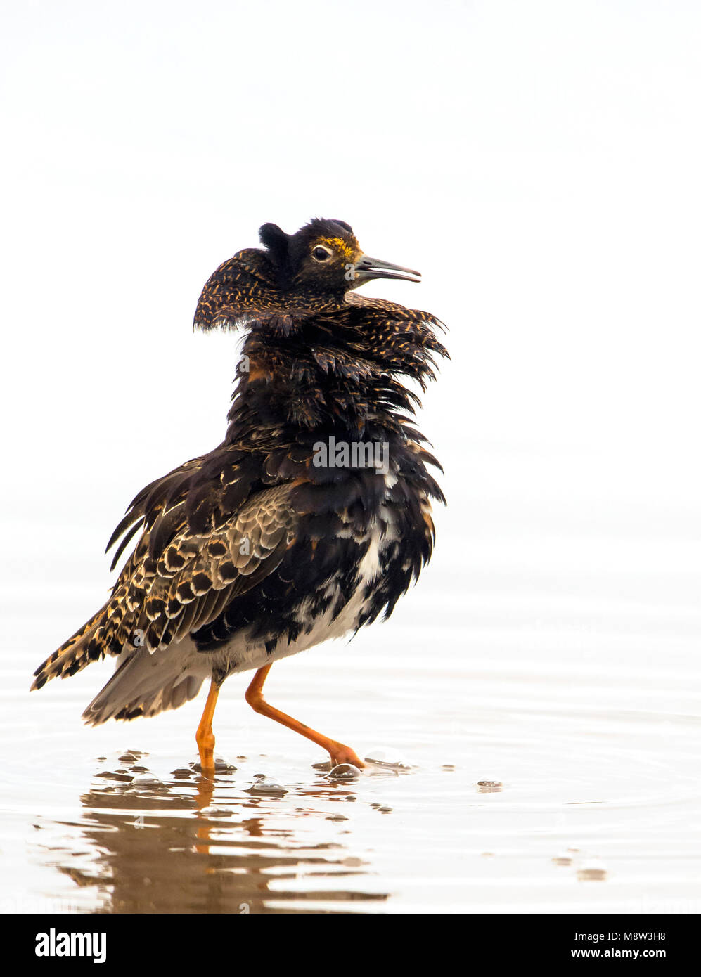 Male ruff hi-res stock photography and images - Alamy
