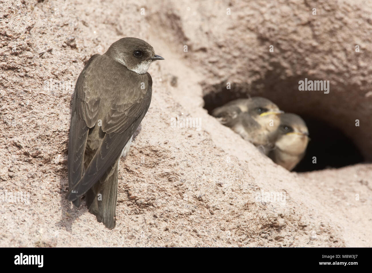 Sand martin young nest hi-res stock photography and images - Alamy