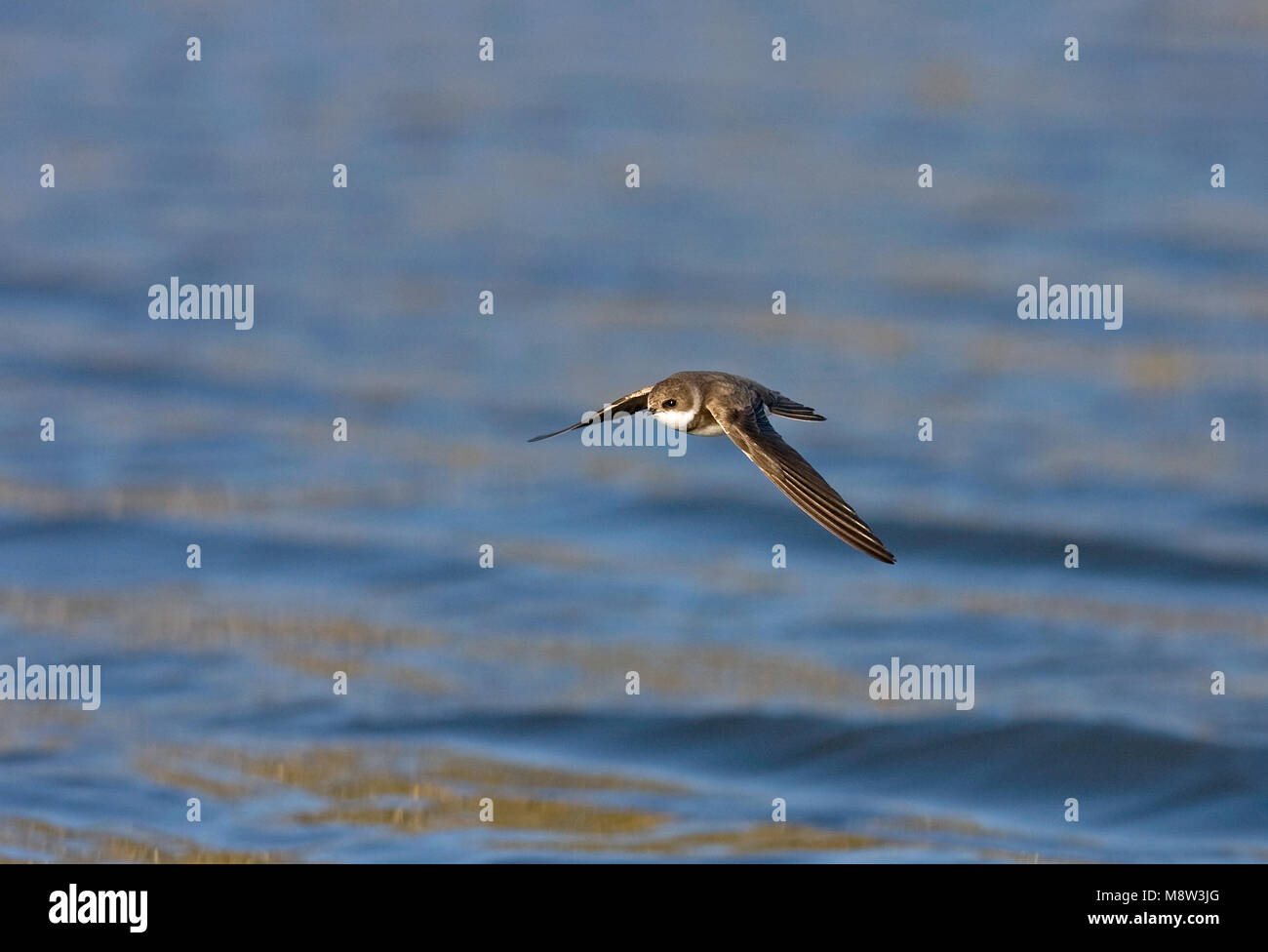 Sand martin in flight, Oeverzwaluw in vlucht Stock Photo - Alamy