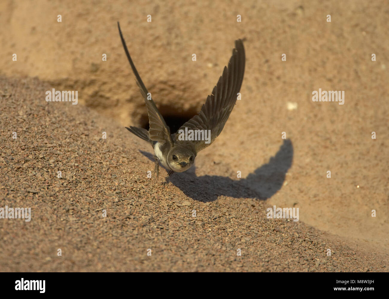 Sand Martin flying from its nest; Oeverzwaluw vliegend vanaf zijn nest ...