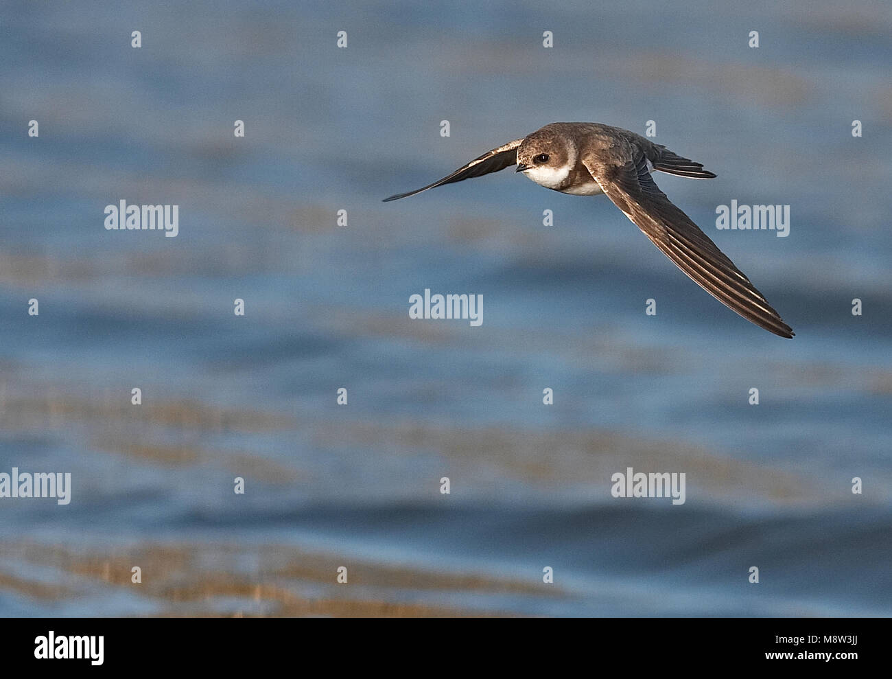 Sand martin in flight, Oeverzwaluw in vlucht Stock Photo - Alamy