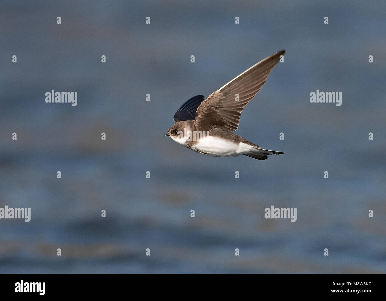 Sand martin in flight, Oeverzwaluw in vlucht Stock Photo - Alamy