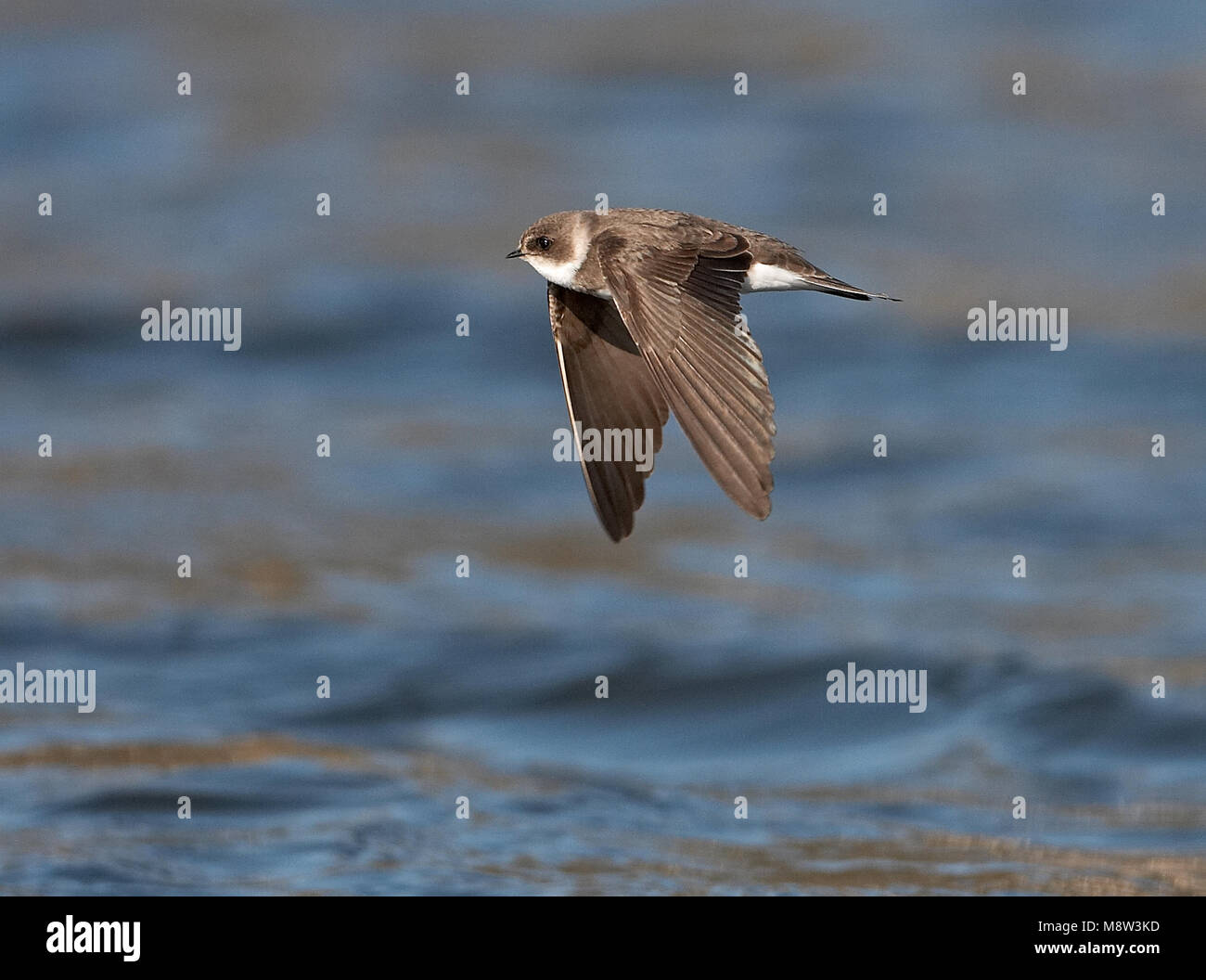 Sand martin in flight, Oeverzwaluw in vlucht Stock Photo - Alamy