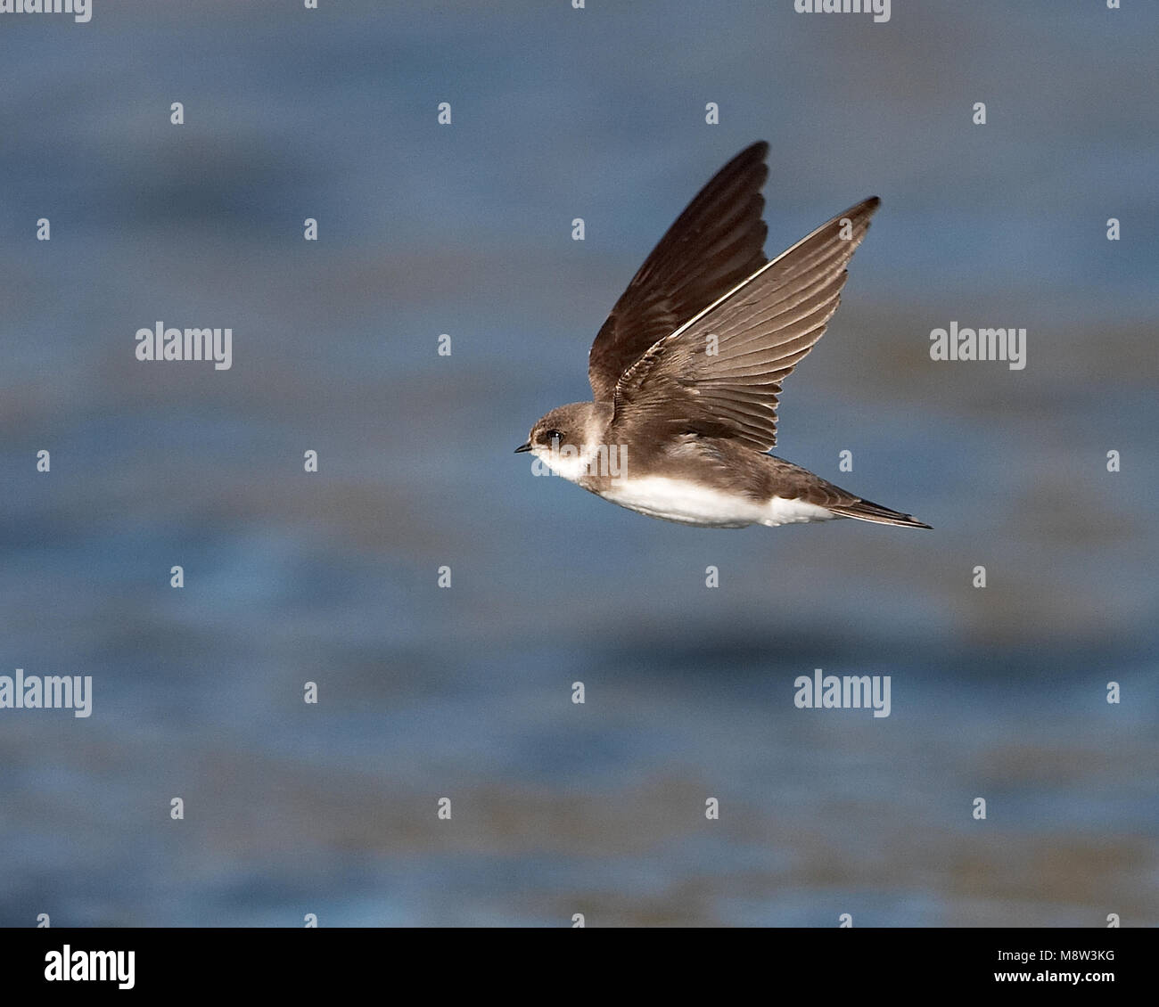 Sand martin in flight, Oeverzwaluw in vlucht Stock Photo - Alamy