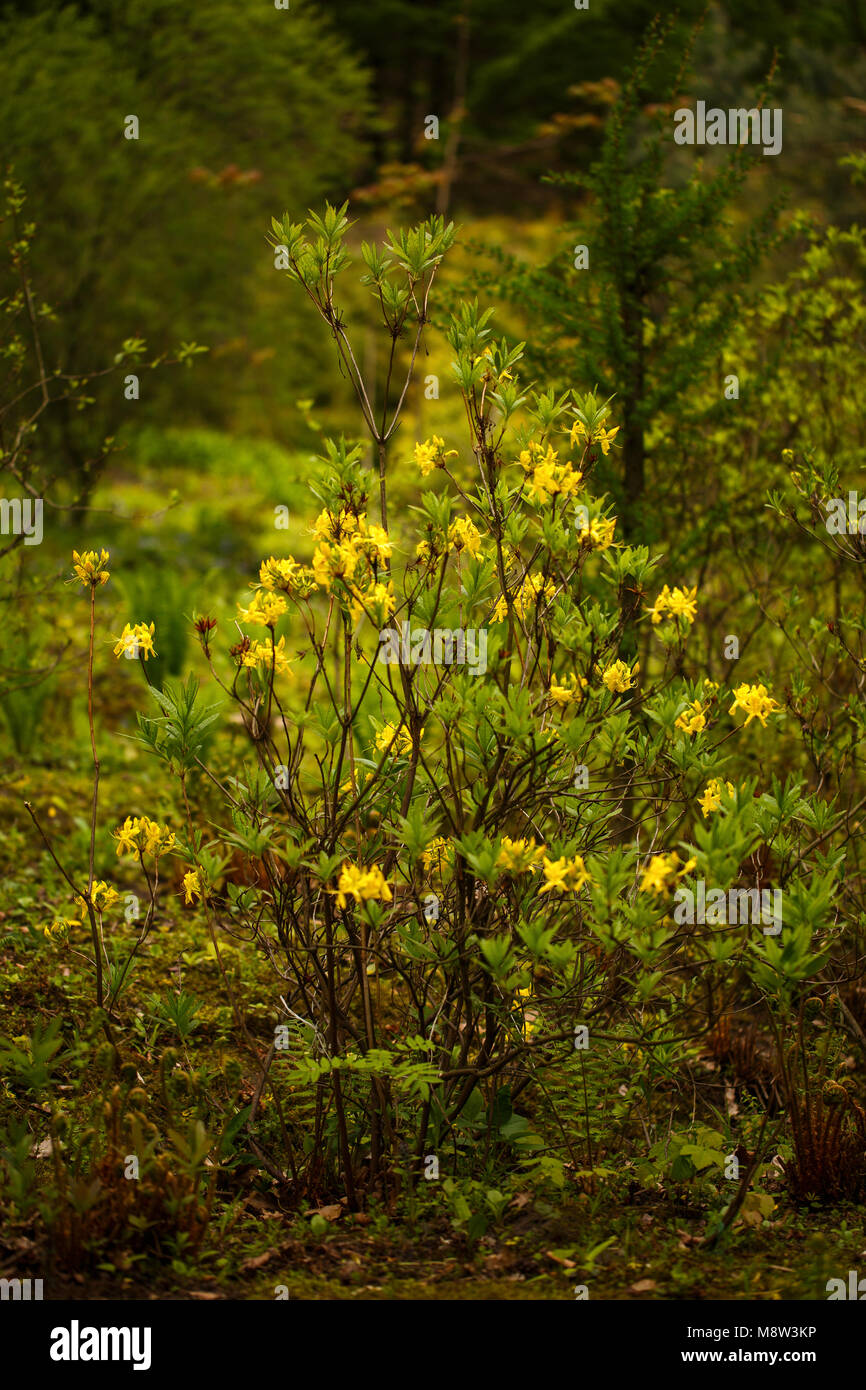 Natural flower background. Amazing nature view of bush of spring ...