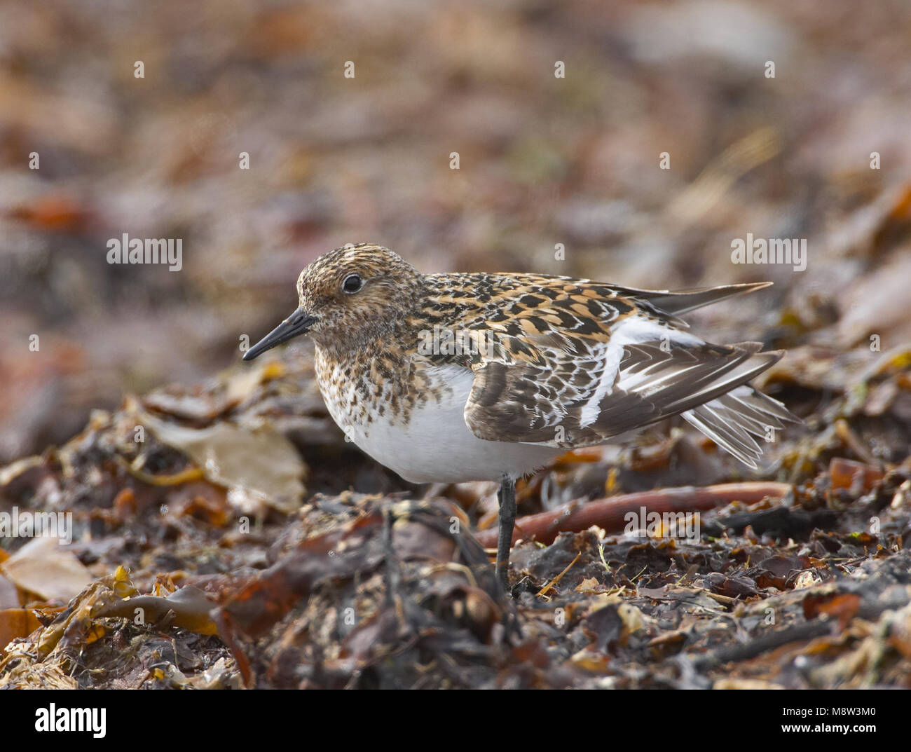 Sanderling summer plumage; Drieteenstrandloper zomerkleed Stock Photo ...