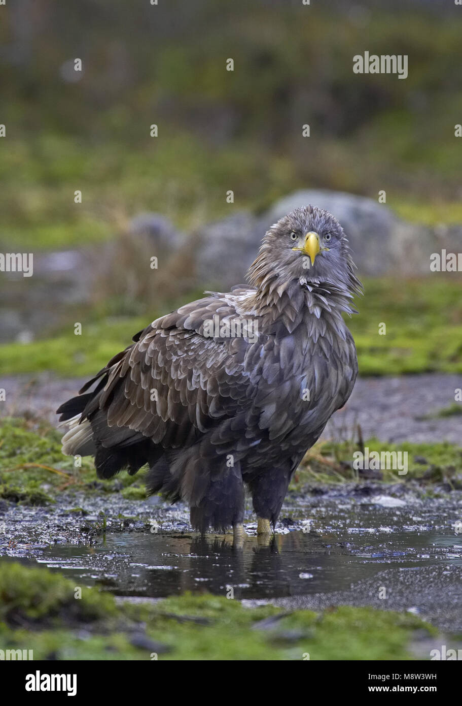 White-tailed Eagle adult standing in pool, Zeearend adult staand in ...