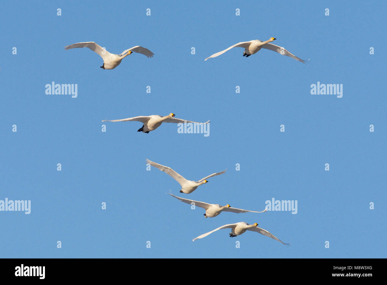 Swan of finland hi-res stock photography and images - Alamy