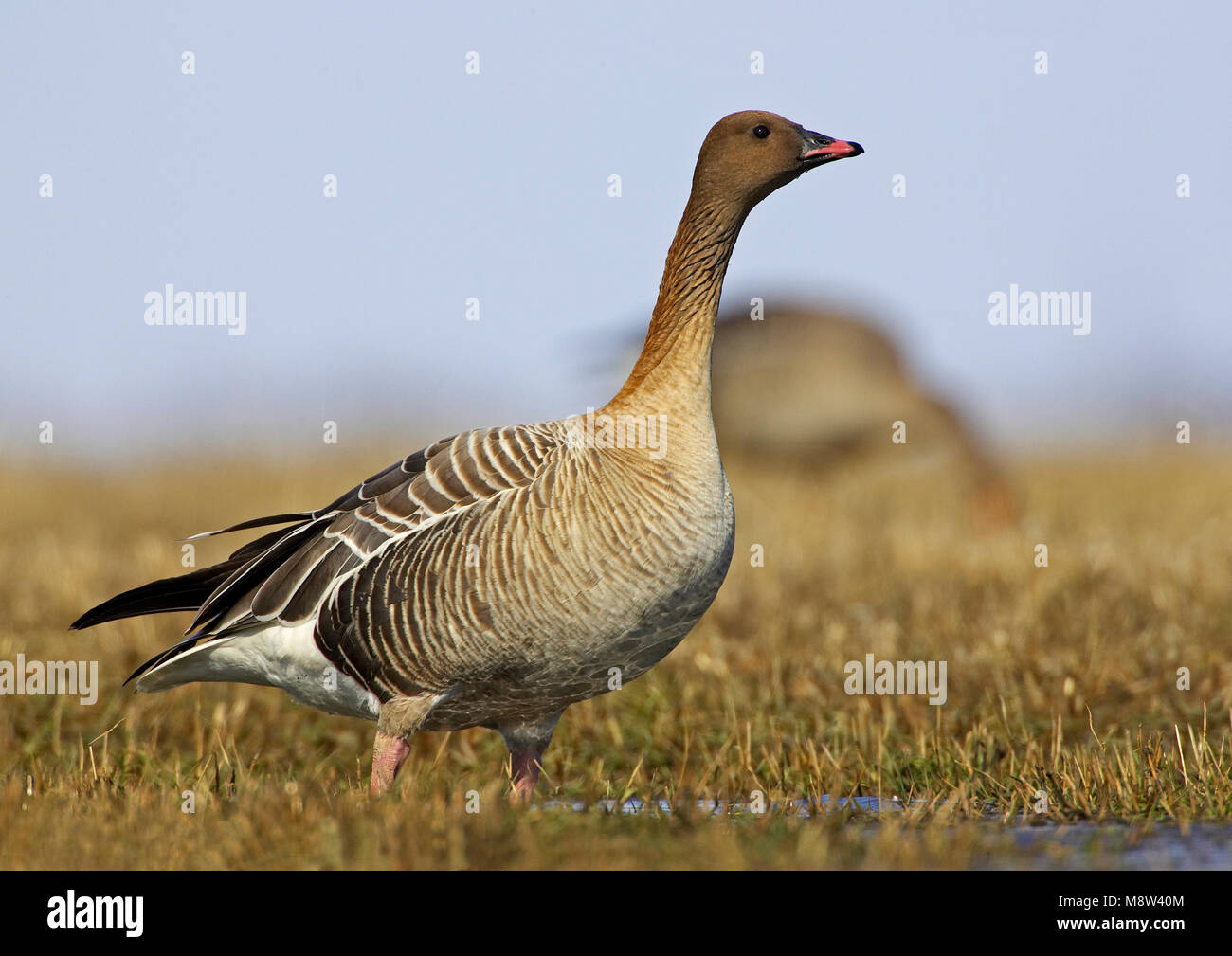 Pink-footed Goose, Kleine Rietgans Stock Photo - Alamy