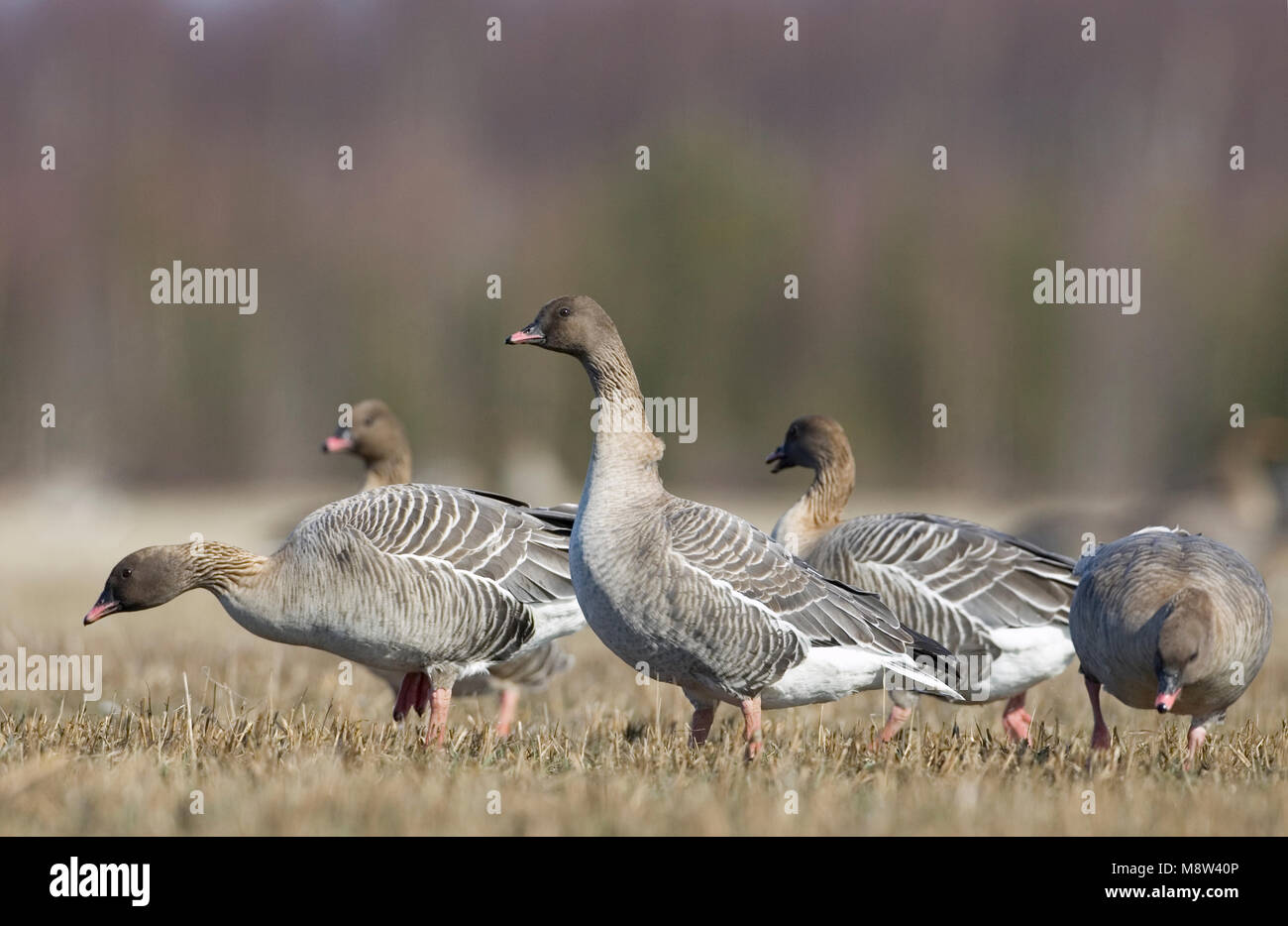 Pink-footed Goose, Kleine Rietgans Stock Photo - Alamy