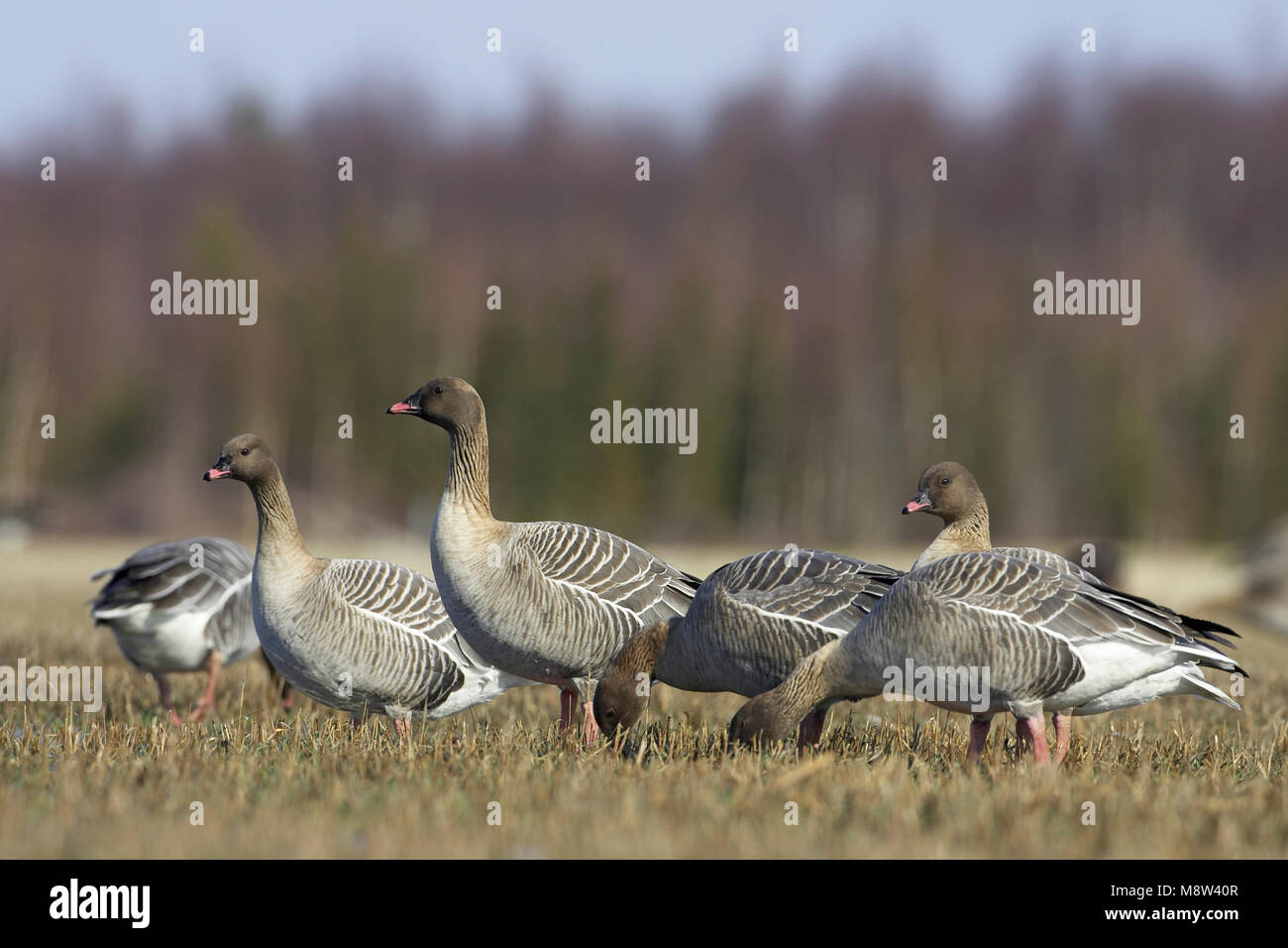 Pink-footed Goose, Kleine Rietgans Stock Photo - Alamy