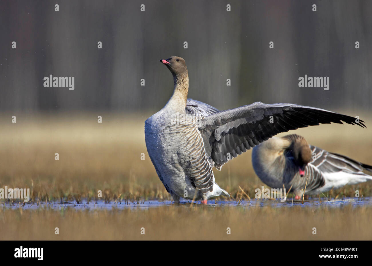 Pink-footed Goose, Kleine Rietgans Stock Photo - Alamy