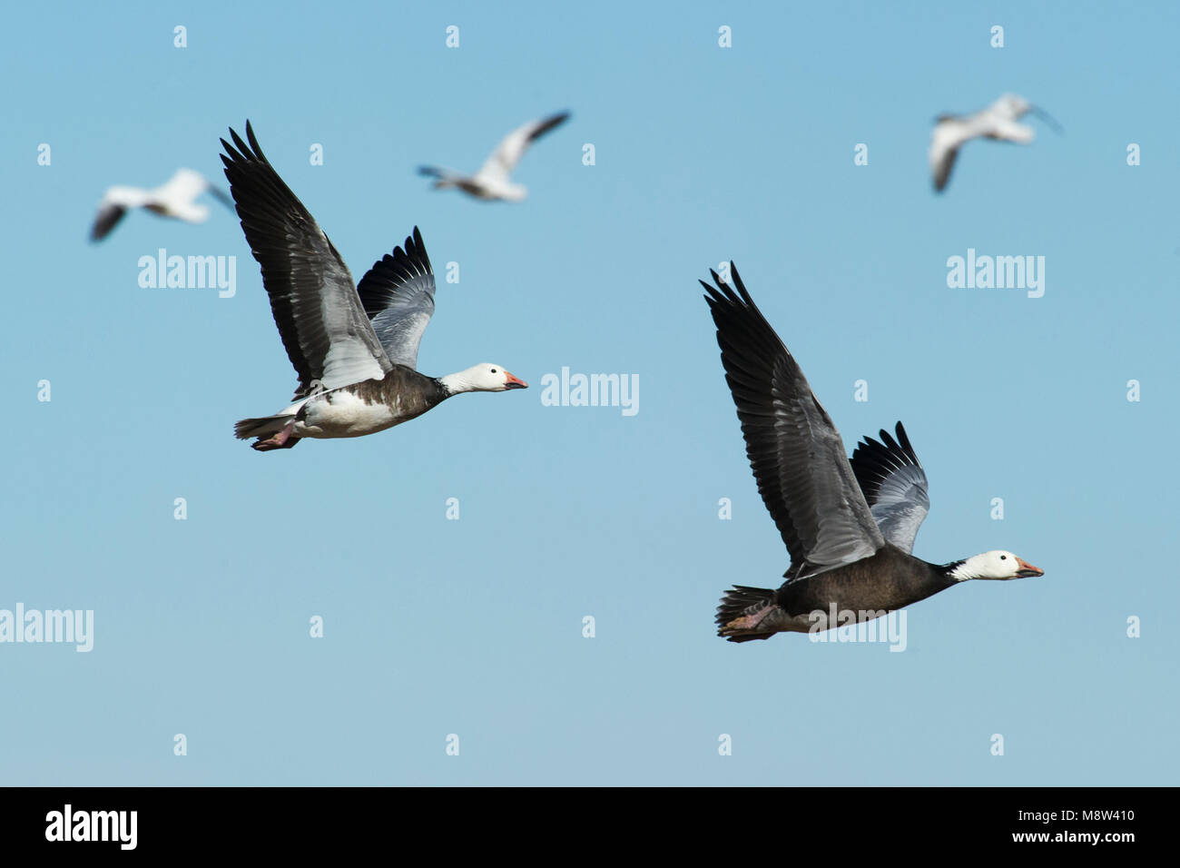 Sneeuwgans in de vlucht; Snow Goose in flight Stock Photo - Alamy
