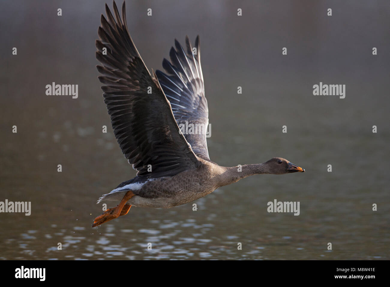 Taigarietgans in vlucht, Taiga Bean Goose in flight Stock Photo - Alamy