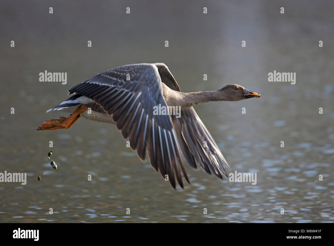 Taigarietgans in vlucht, Taiga Bean Goose in flight Stock Photo - Alamy