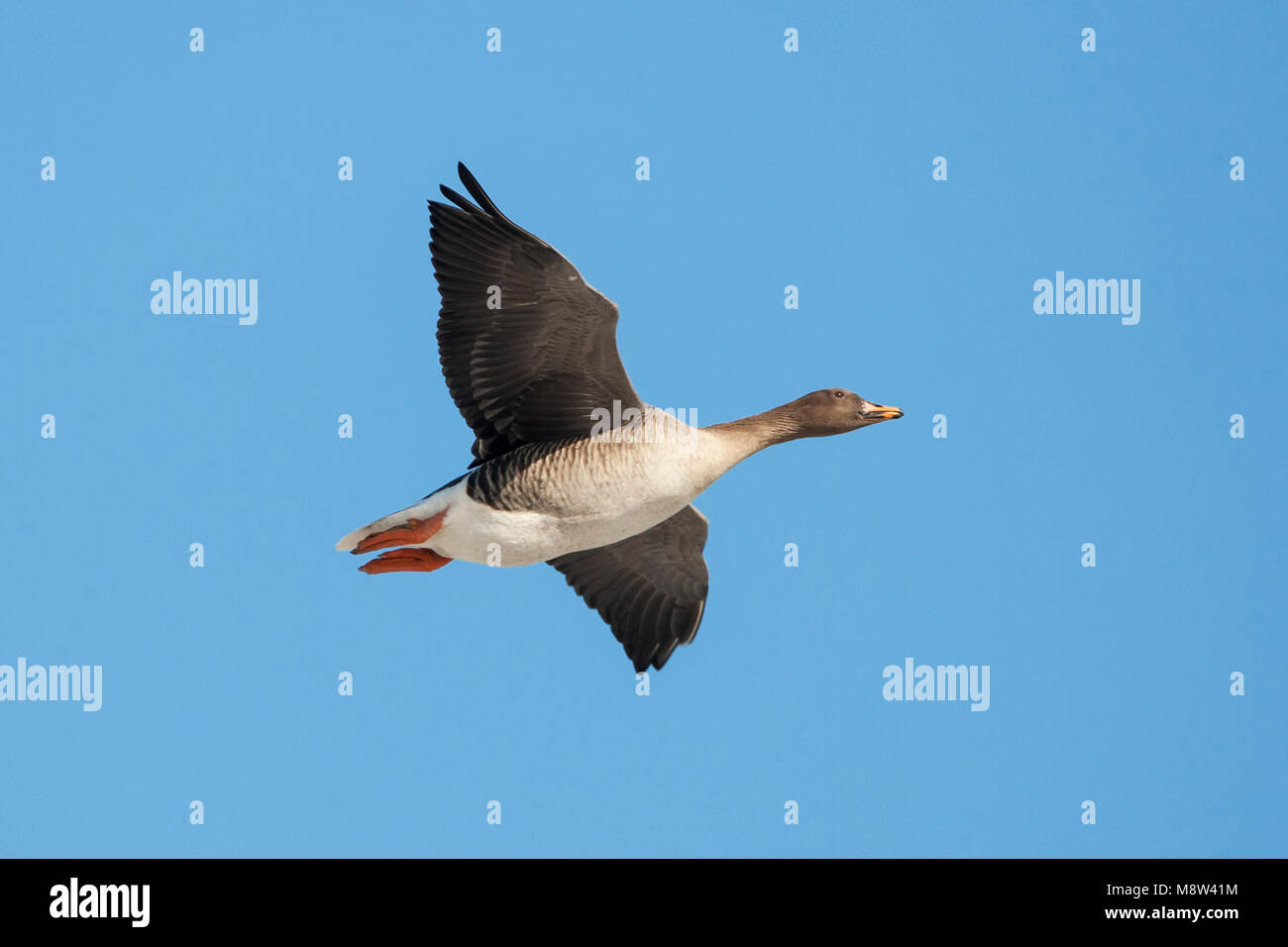 Taigarietgans in vlucht, Taiga Bean Goose in flight Stock Photo - Alamy