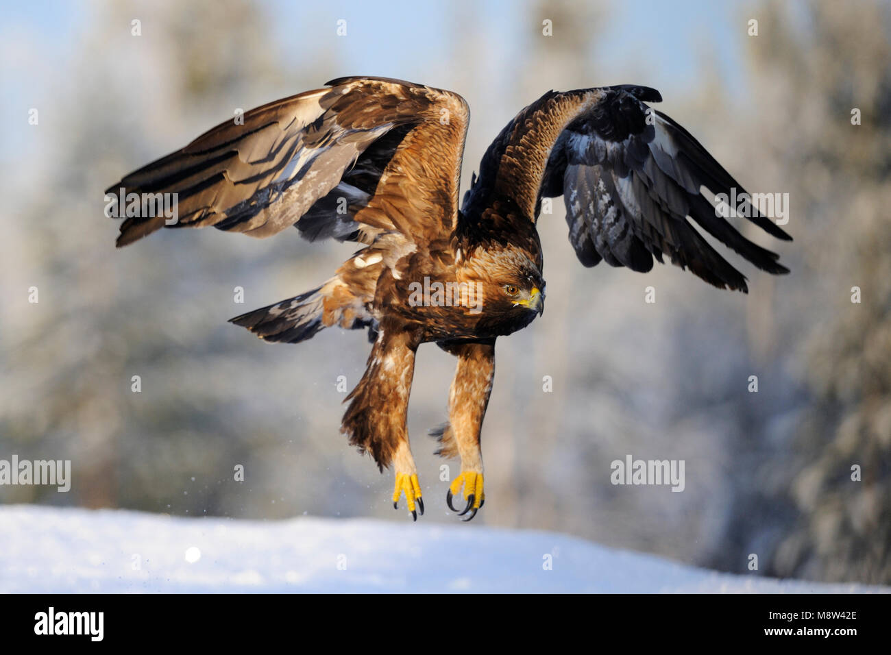 Eagle aquila hi-res stock photography and images - Alamy