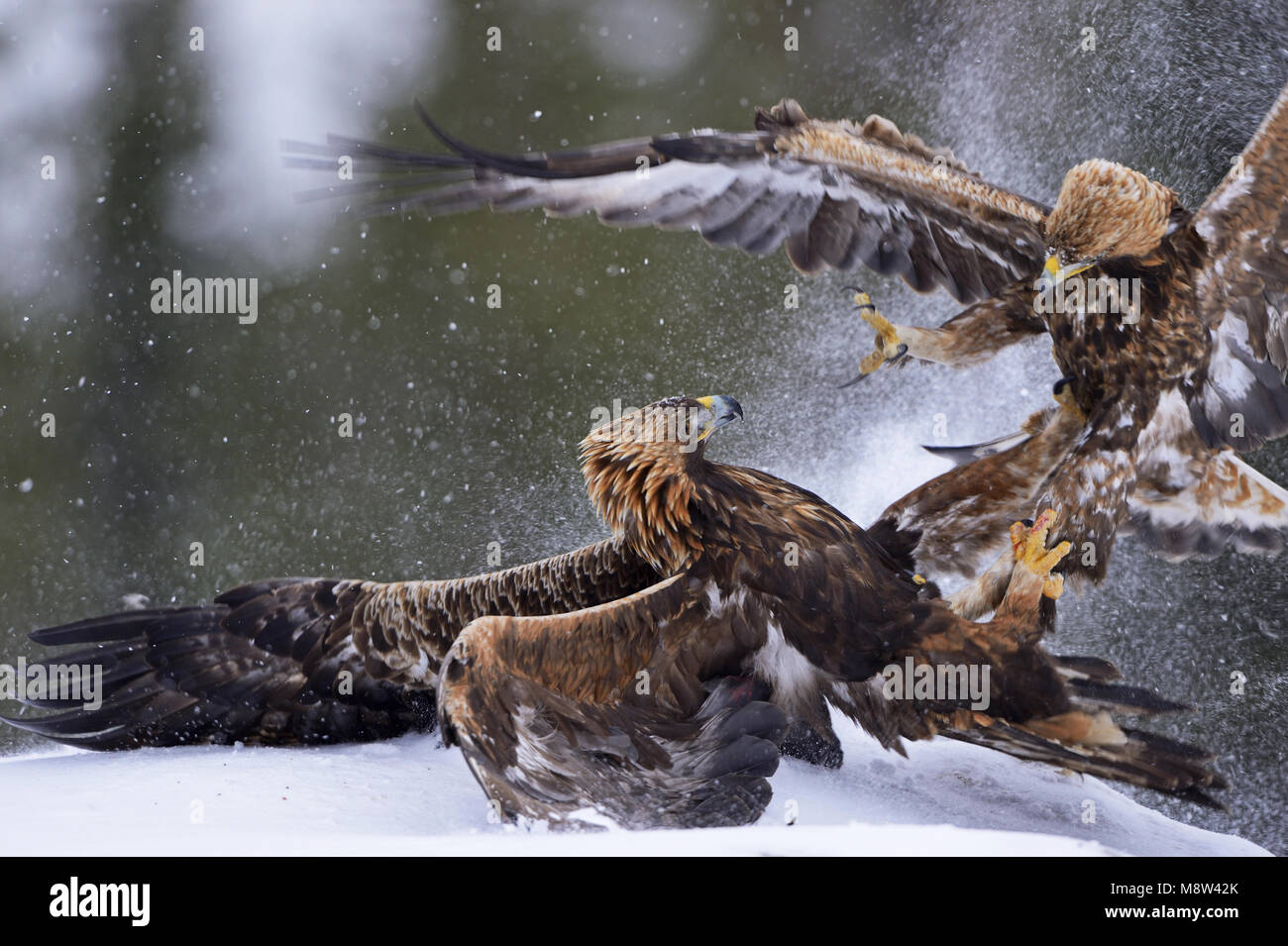 Golden Eagle Attacking