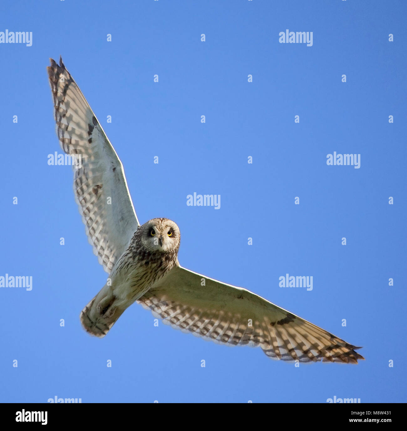 Velduil in vlucht; Short-eared Owl in flight Stock Photo - Alamy
