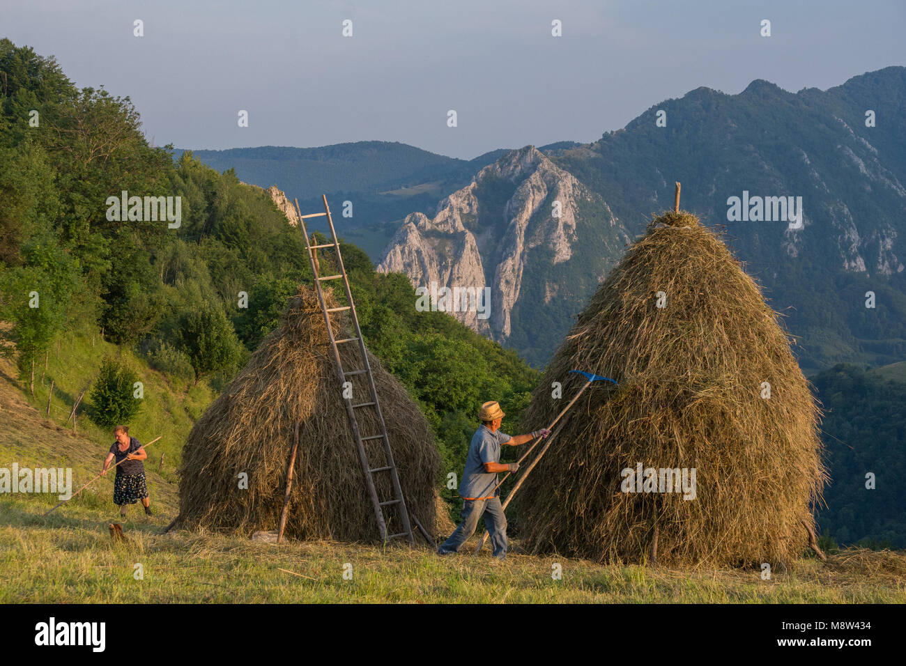 Traditional haymaking in the Apuseni Mountains, Transylvania region in ...