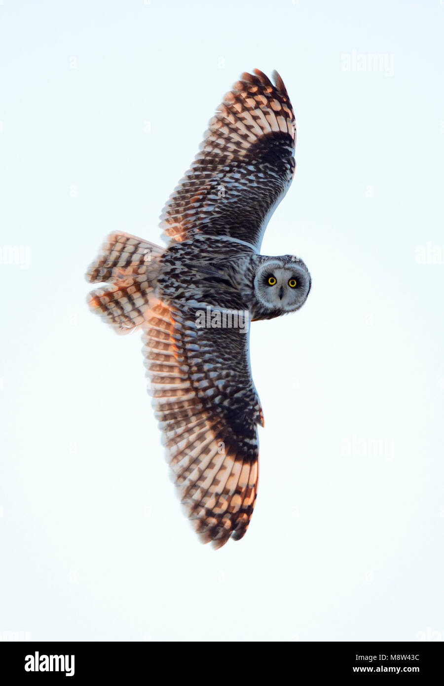 Velduil in vlucht; Short-eared Owl in flight Stock Photo - Alamy
