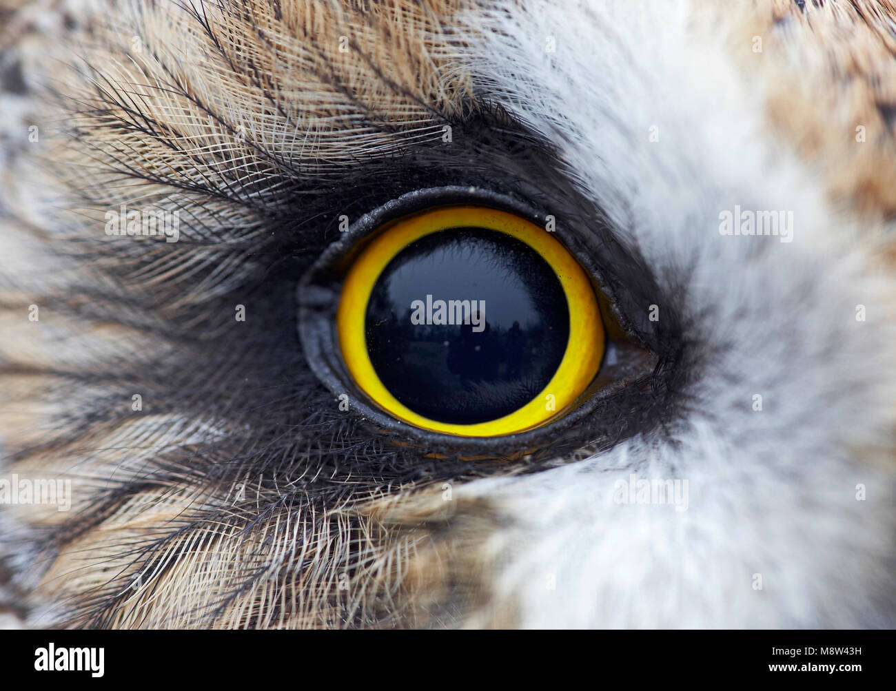 Oog hi-res stock photography and images - Alamy