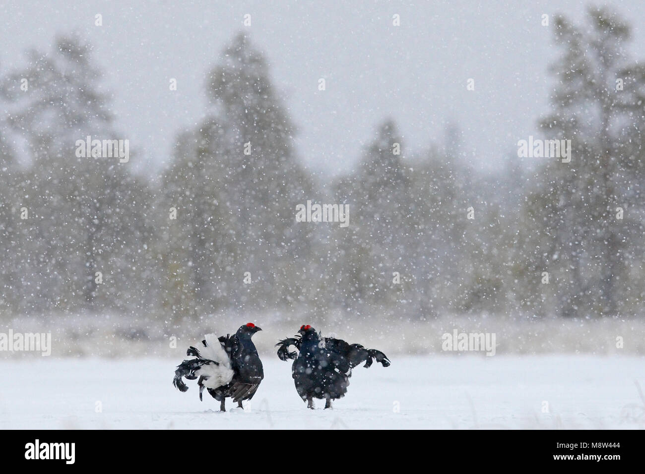 Mannetje Korhoen, Black Grouse male Stock Photo - Alamy