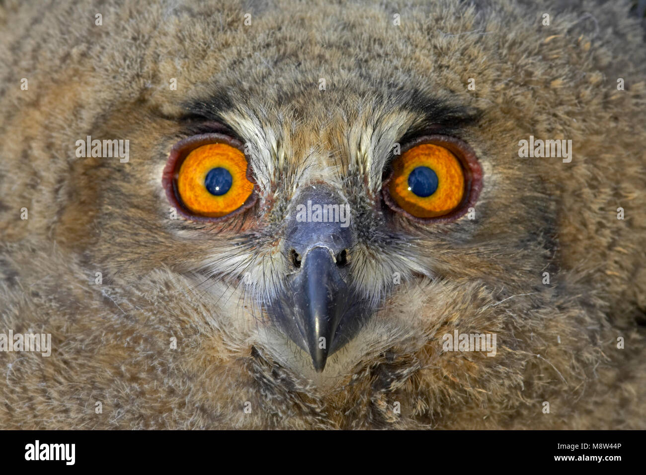 Jonge Oehoe, Eurasian Eagle-Owl juvenile Stock Photo - Alamy