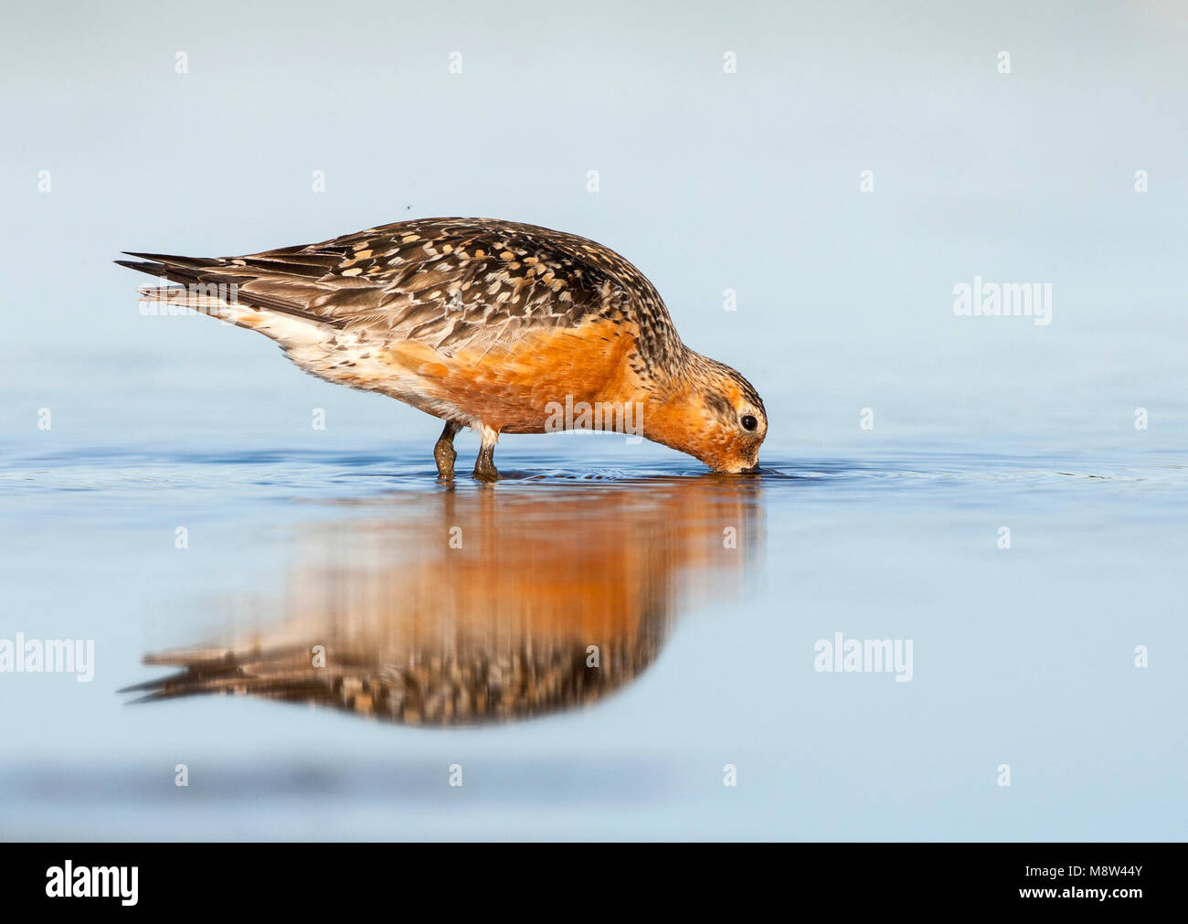 Red knot hi-res stock photography and images - Alamy