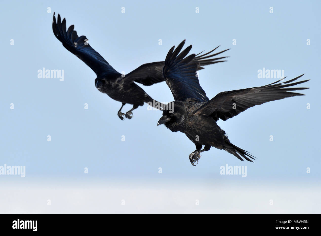 Raaf, Common Raven, Corvus corax Stock Photo - Alamy