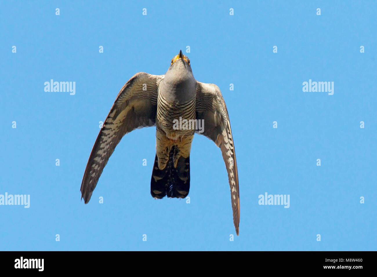 Cuckoo flying hi-res stock photography and images - Alamy
