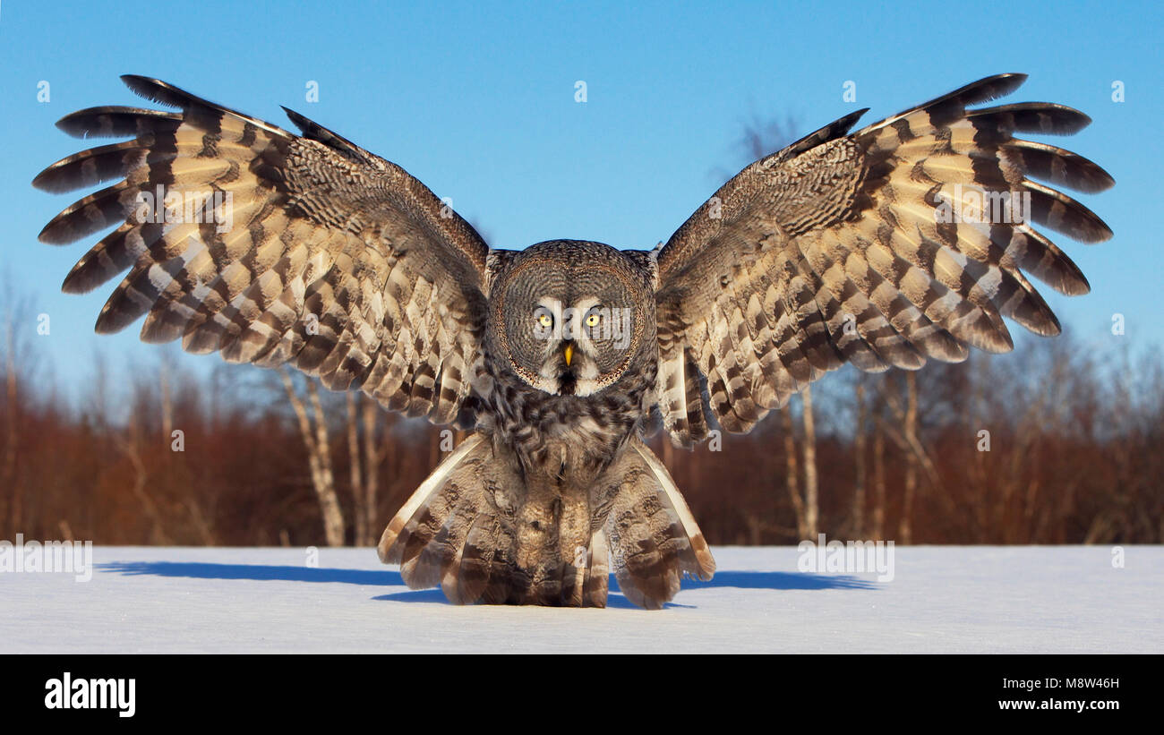 Laplanduil vliegend; Great Grey Owl flying Stock Photo - Alamy
