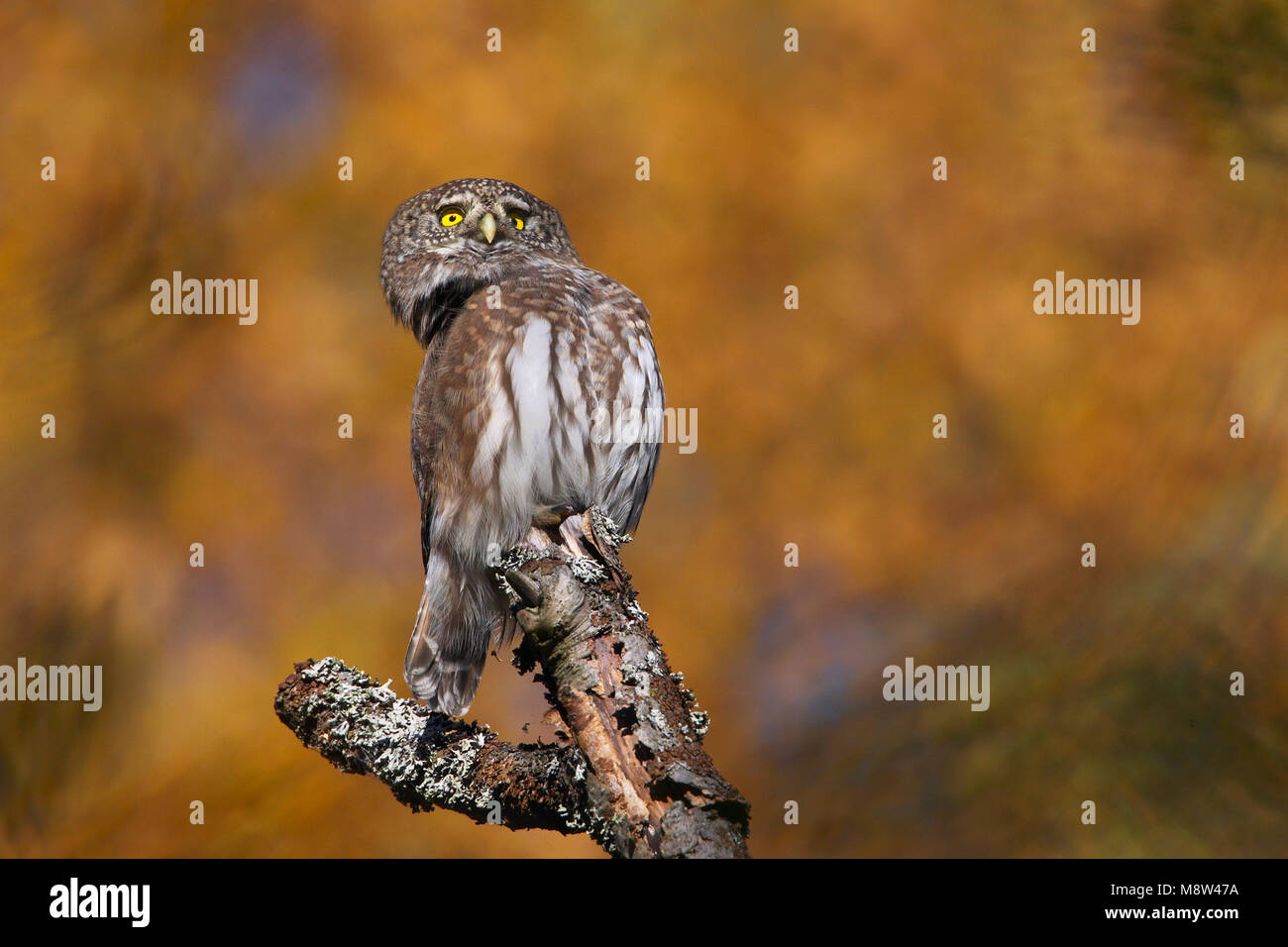 Eurasian Pygmy Owl, Dwerguil Stock Photo - Alamy