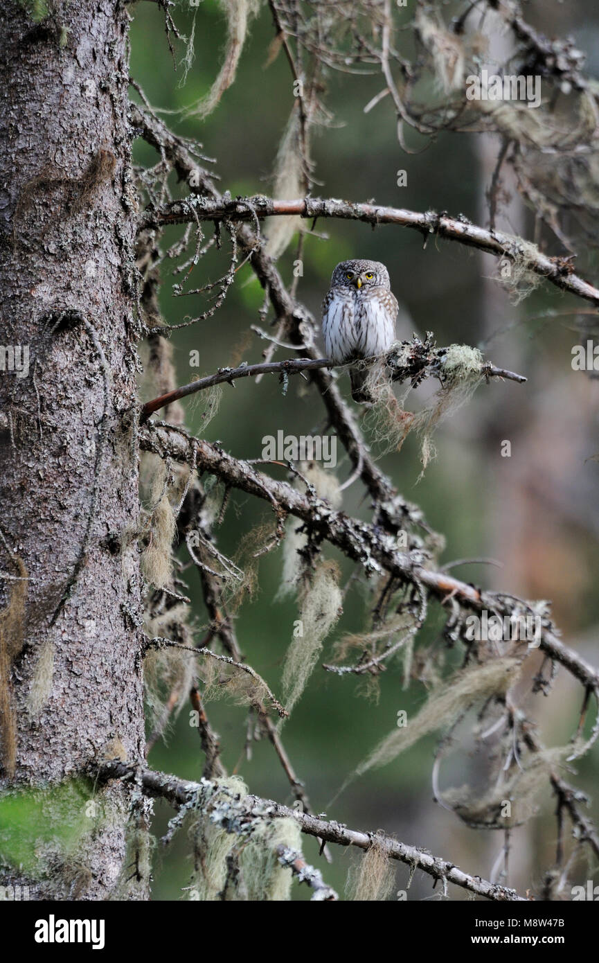 Eurasian pygmy owl hi-res stock photography and images - Alamy
