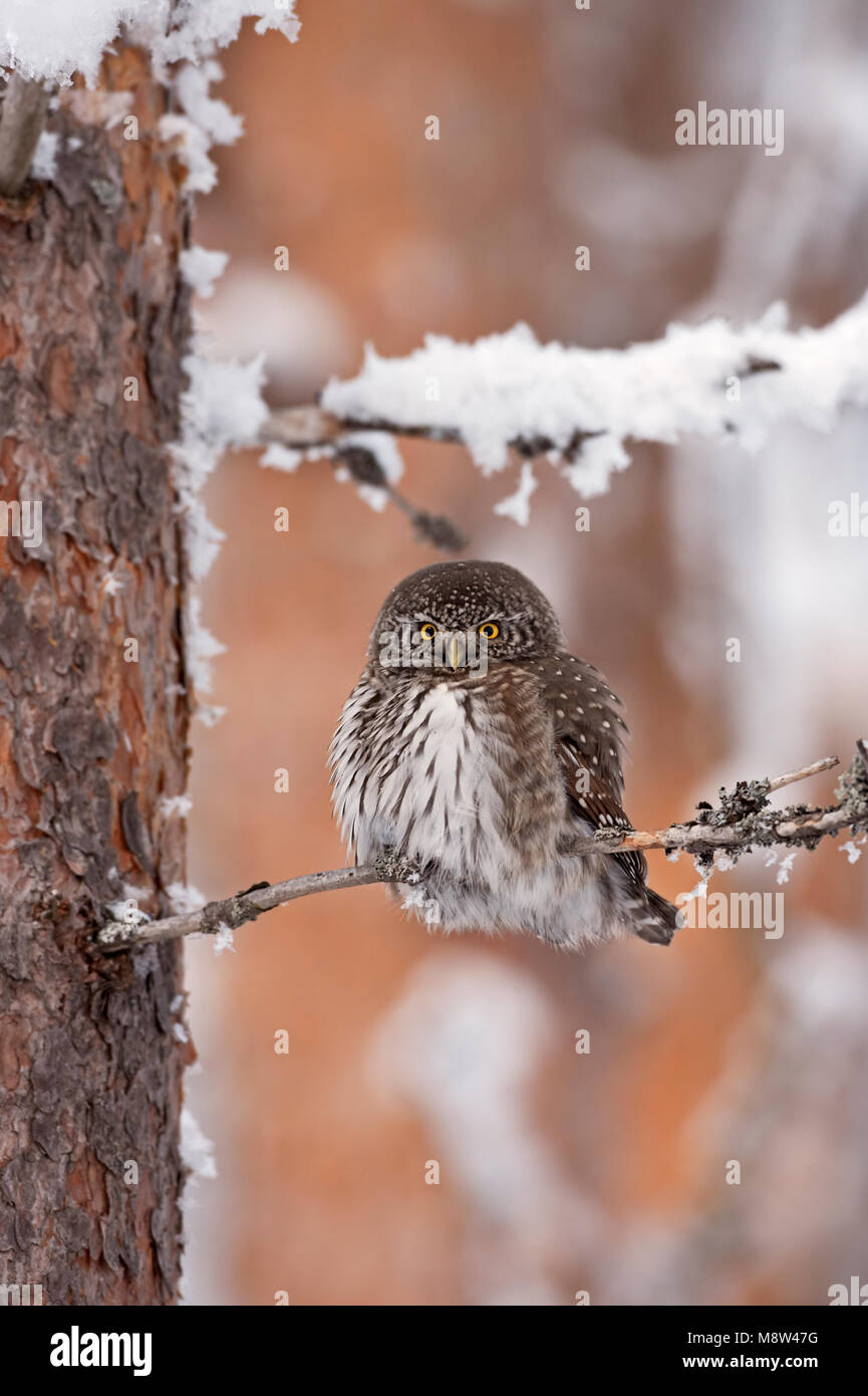Eurasian Pygmy Owl, Dwerguil Stock Photo - Alamy