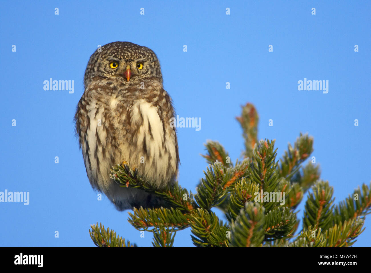 Eurasian Pygmy Owl, Dwerguil Stock Photo - Alamy