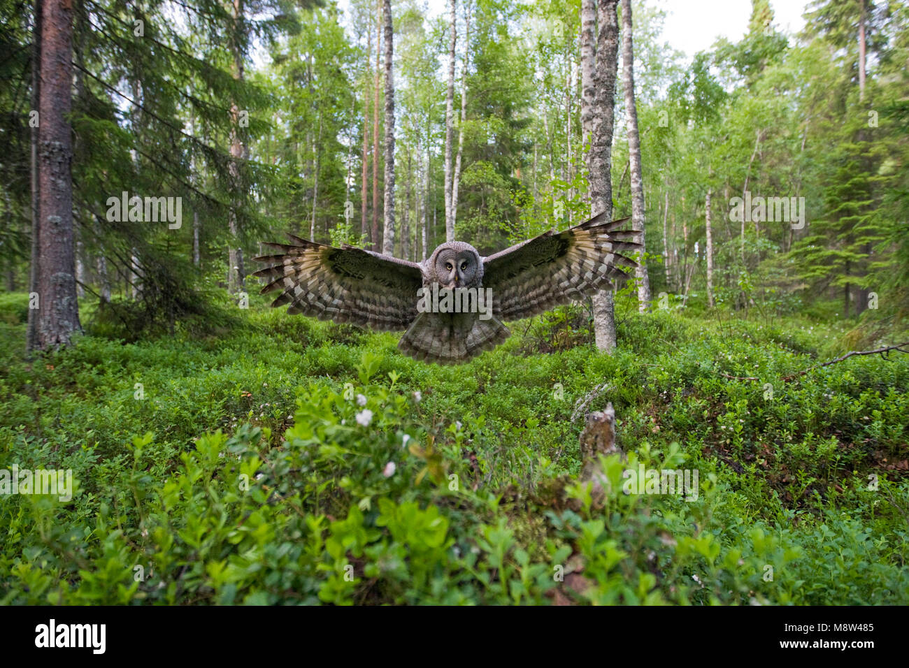 Laplanduil vliegend; Great Grey Owl flying Stock Photo - Alamy