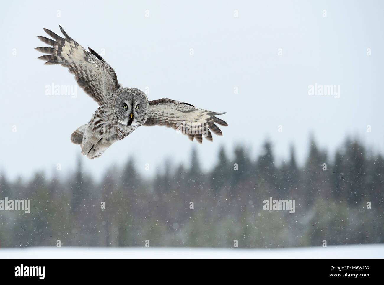 Laplanduil vliegend; Great Grey Owl flying Stock Photo - Alamy