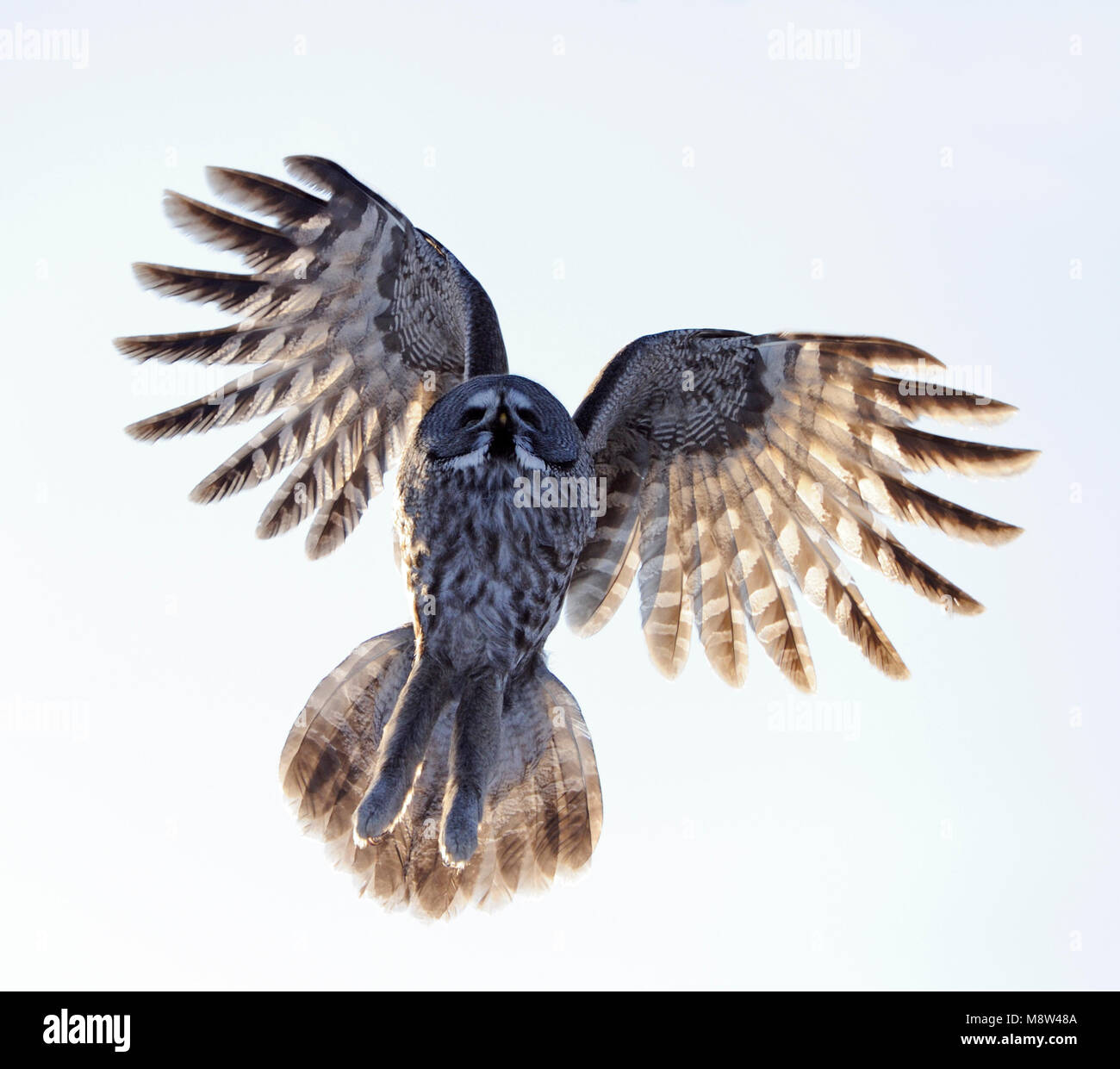Laplanduil vliegend; Great Grey Owl flying Stock Photo - Alamy