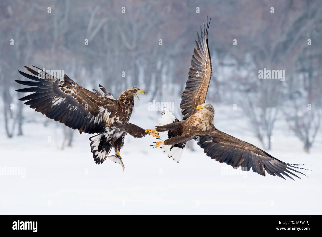 Golden Eagle Attacking Top 5 Most Shocking Golden Eagle Attacks